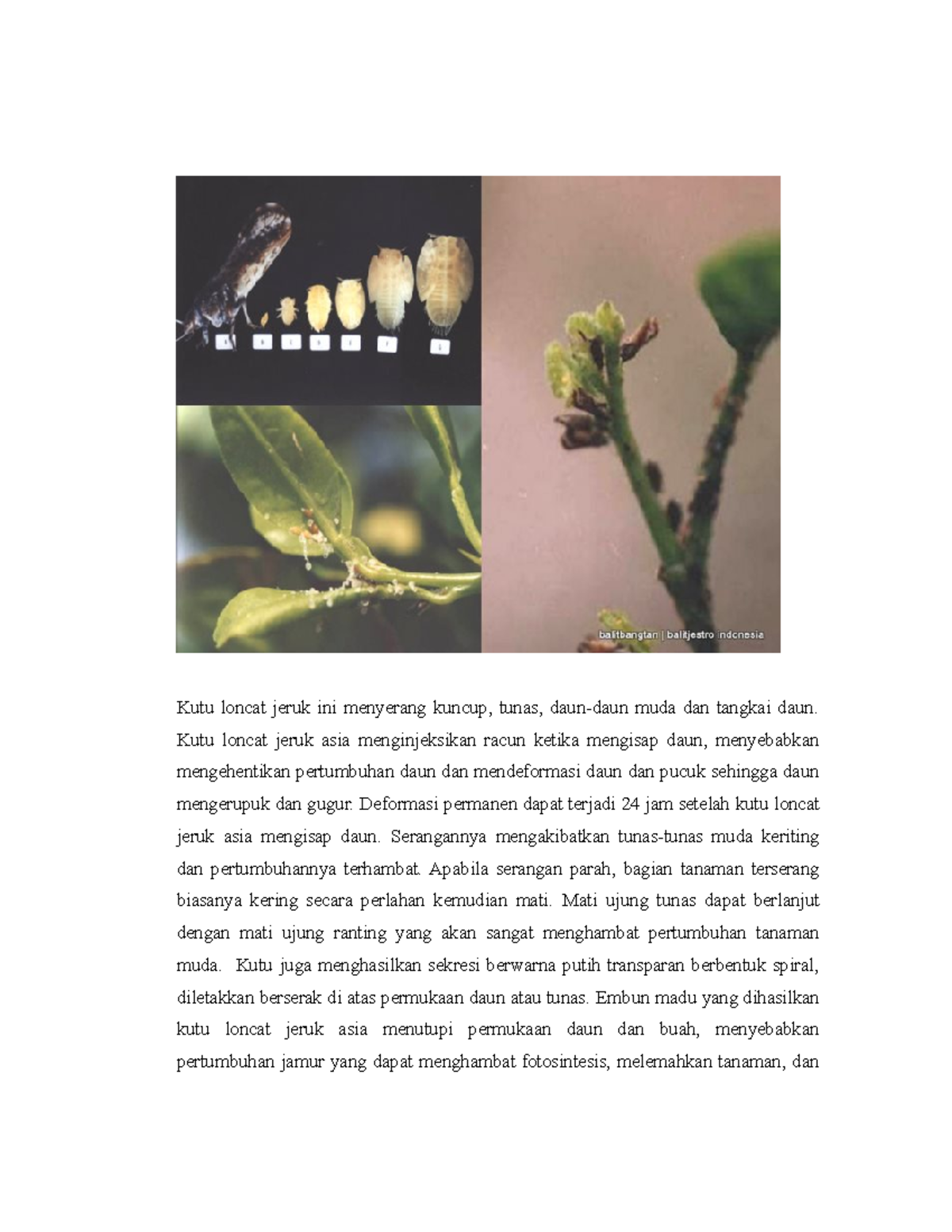 Kutu Loncat Tanaman Jeruk - Kutu loncat jeruk ini menyerang kuncup ...