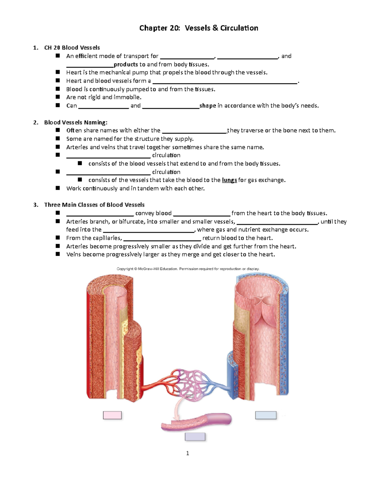 CH 20 Vessels Circulation Lecture Notes - Chapter 20: Vessels ...