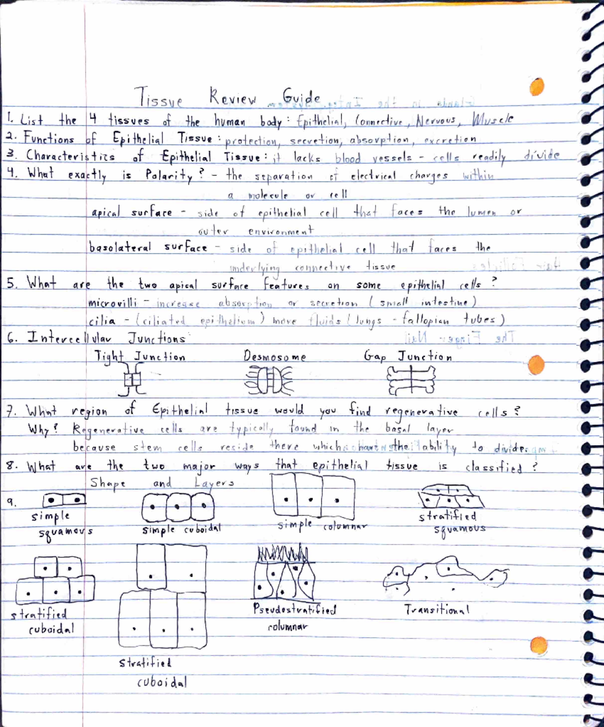 Tissue review guide answers - BIO-210 - Studocu