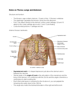 The CVS and PVS - CVS and PVS Structure and Function - Precordium is ...