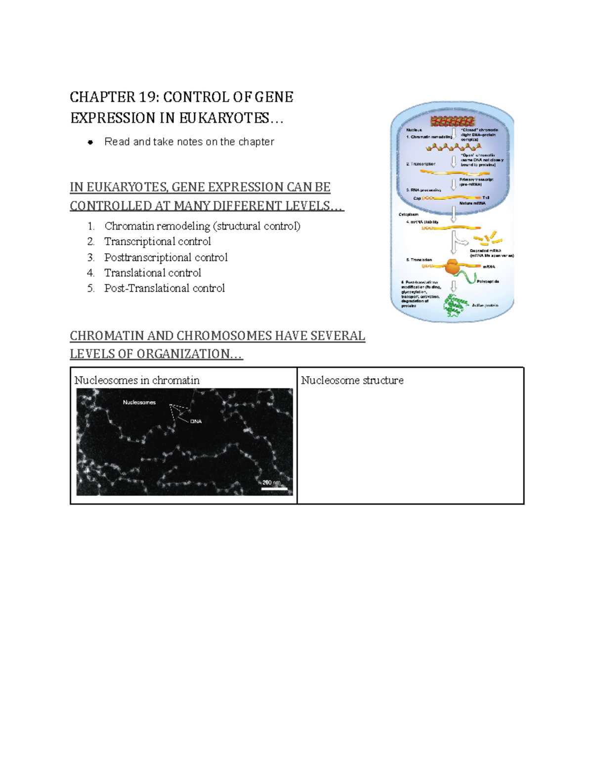 Chapter 19 Control OF GENE Expression IN Eukaryotes… - CHAPTER 19 ...