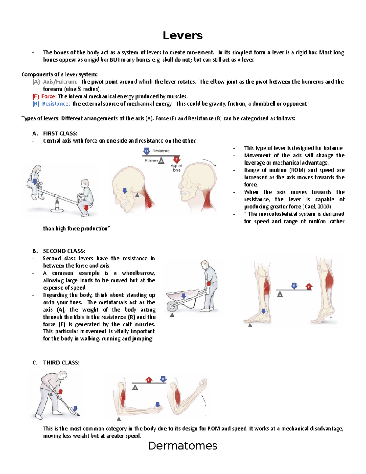 8. Extra Reading - Levers, Dermatomes, Nerves - Levers The bones of the ...