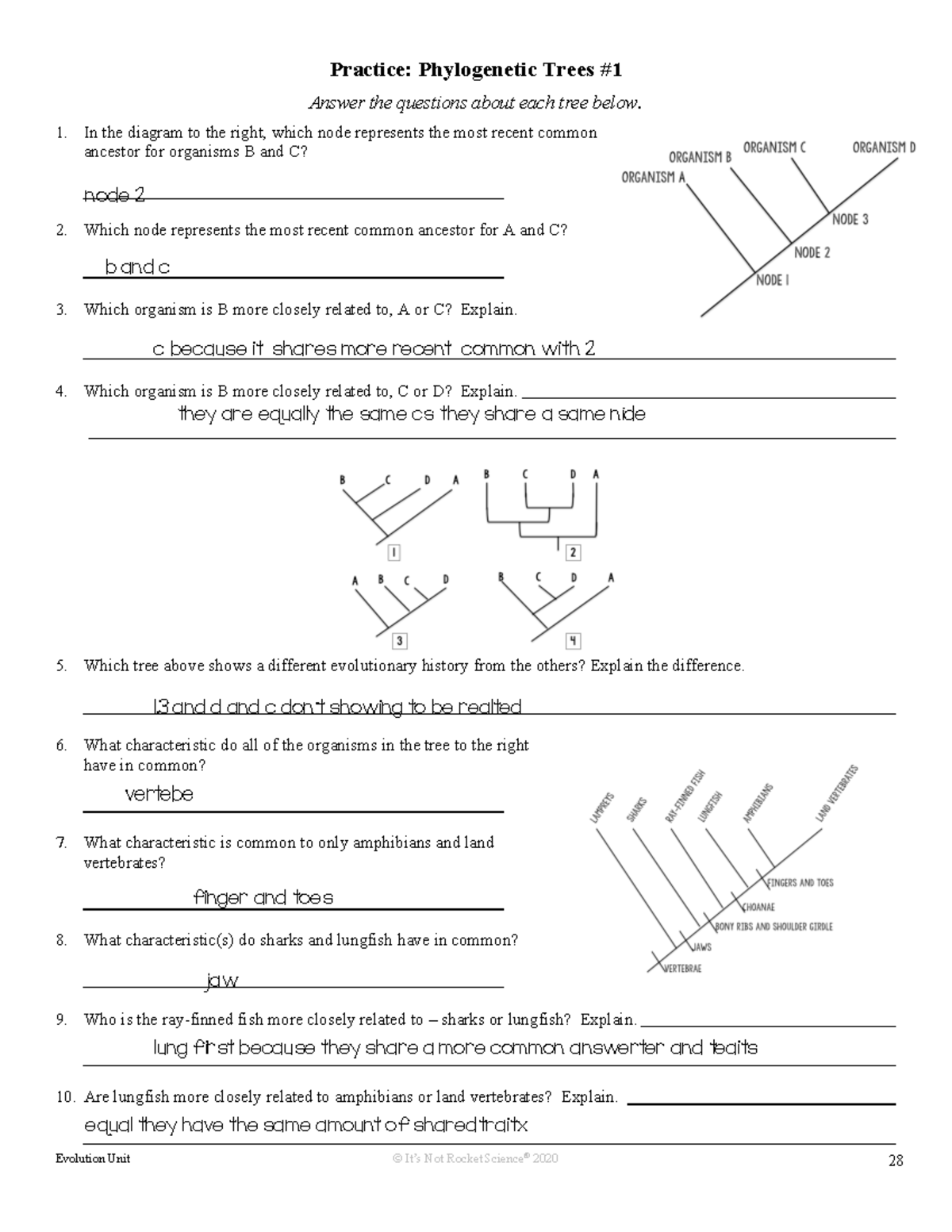 Kami Export - Nathaly Santana Rodriguez - Day 10 - Cladograms and ...