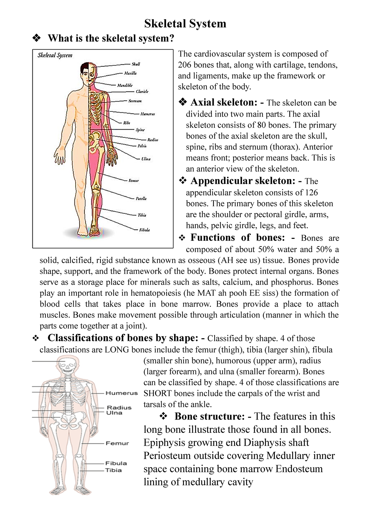 What is the skeletal system - Axial skeleton: - The skeleton can be ...
