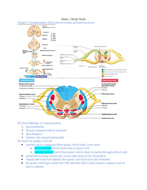 Endocrine System Chart - Endocrine gland and hormone table: Endocrine ...