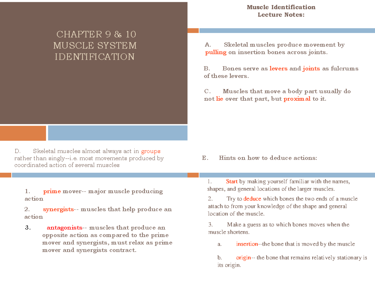 Muscular system notes - CHAPTER 9 & 10 MUSCLE SYSTEM IDENTIFICATION ...