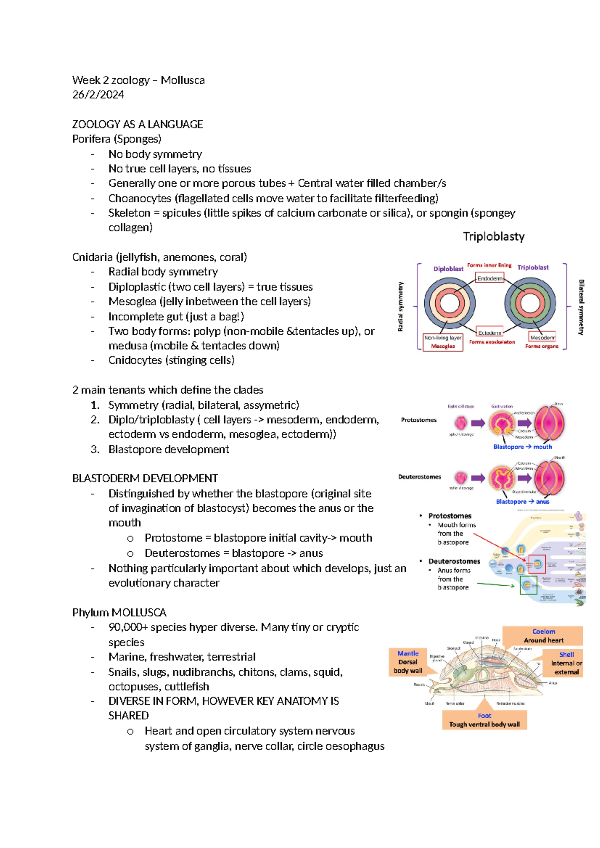 Week 2 zoology - Week 2 zoology – Mollusca 26/2/ ZOOLOGY AS A LANGUAGE ...