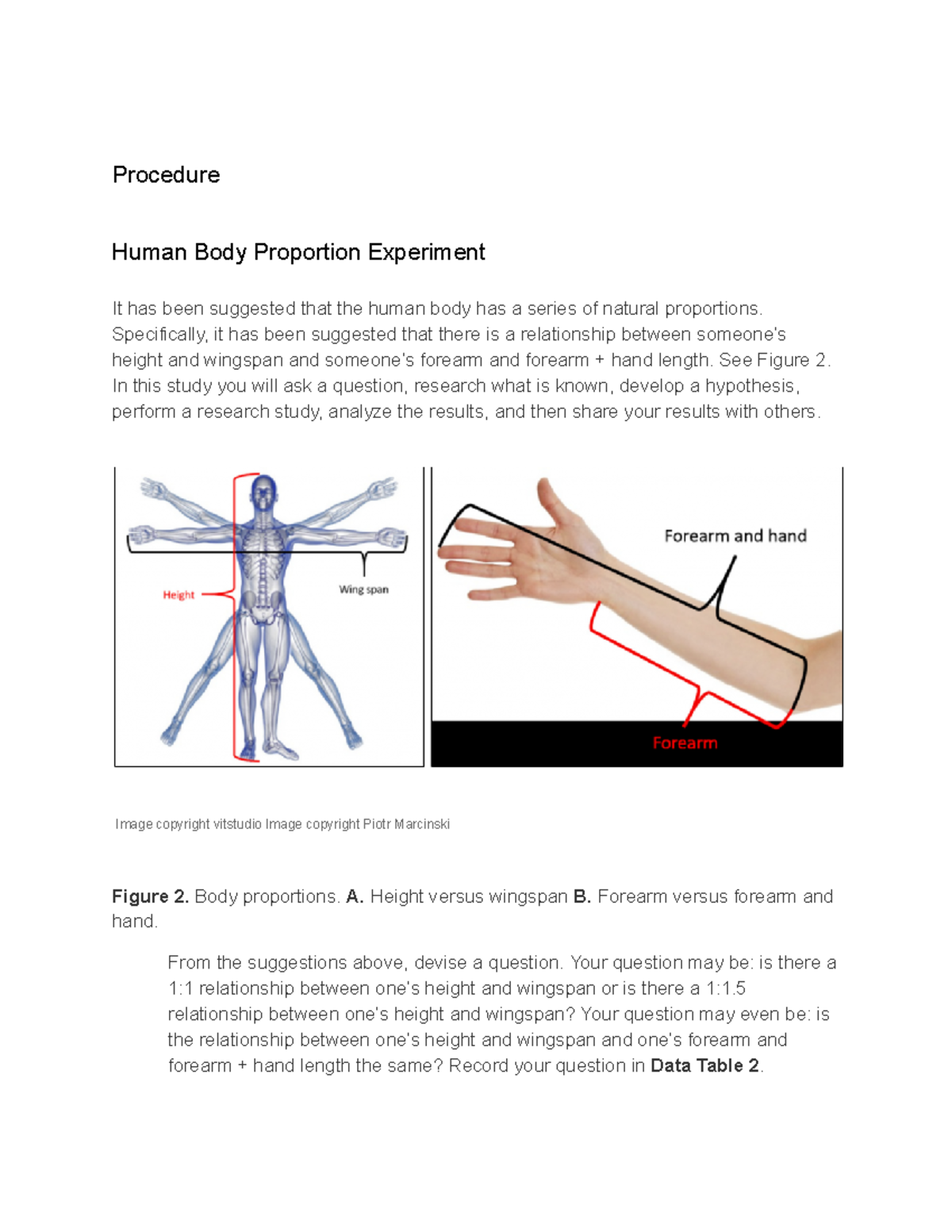 Questions to Lab 3 - Procedure Human Body Proportion Experiment It has ...