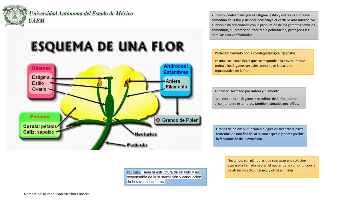 Estructura de la flor - Nombre del alumno: Iv·n Melchor Fonseca Gineceo ...