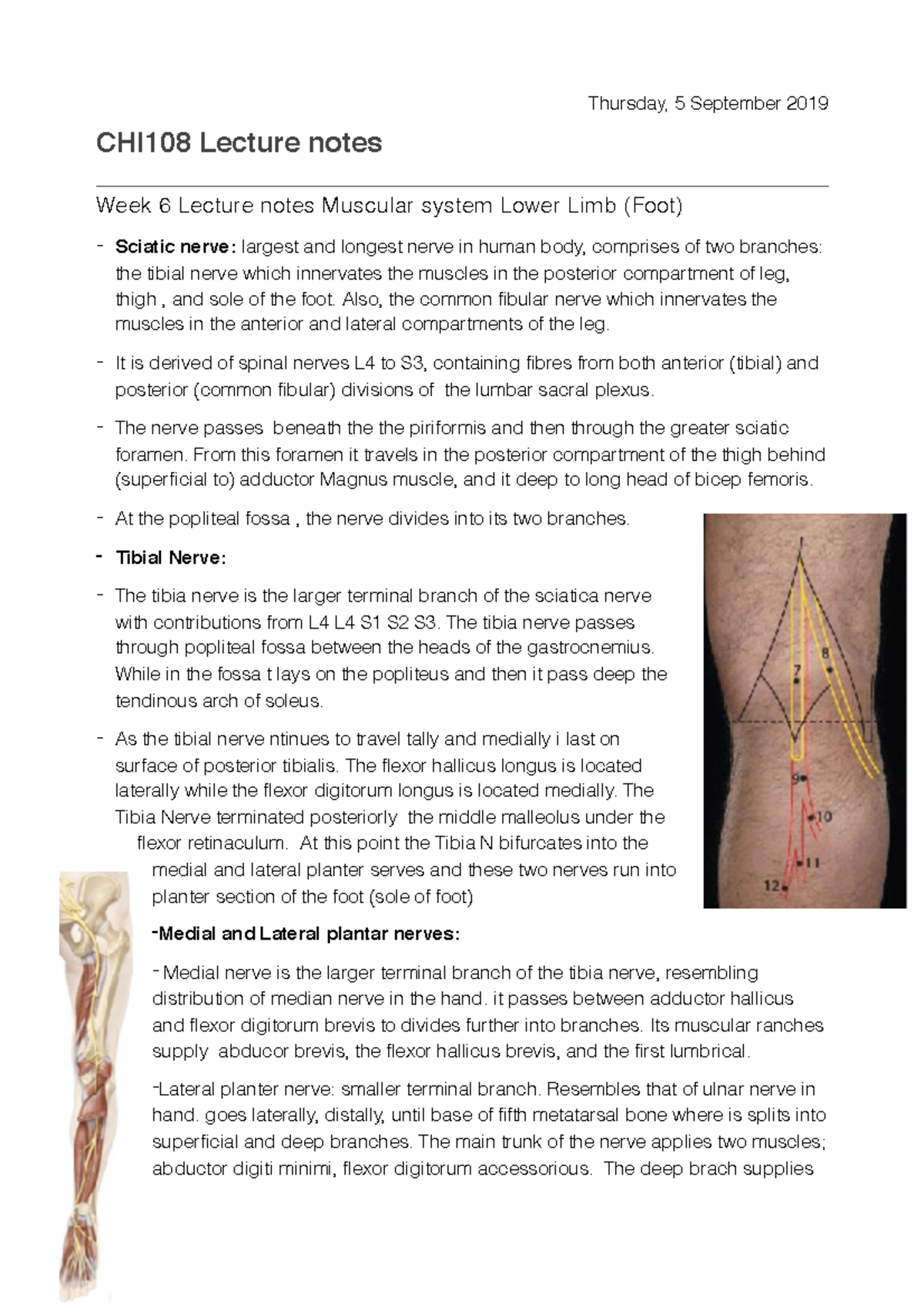 Chi108 muscular lower limb - Thursday, 5 September 2019 CHI108 Lecture ...