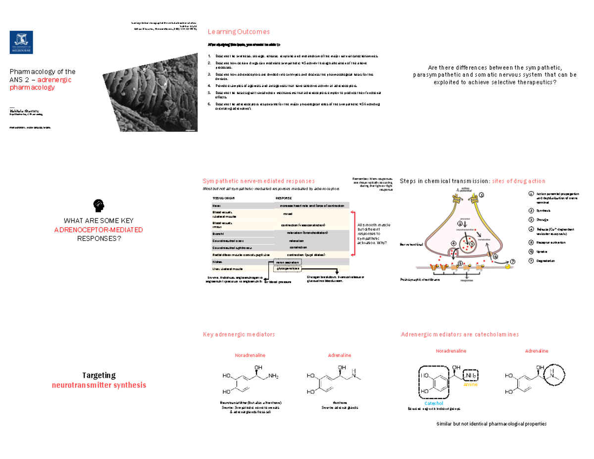 Adrenergic Pharm - lecture notes - Pharmacology of the ANS 2 ...