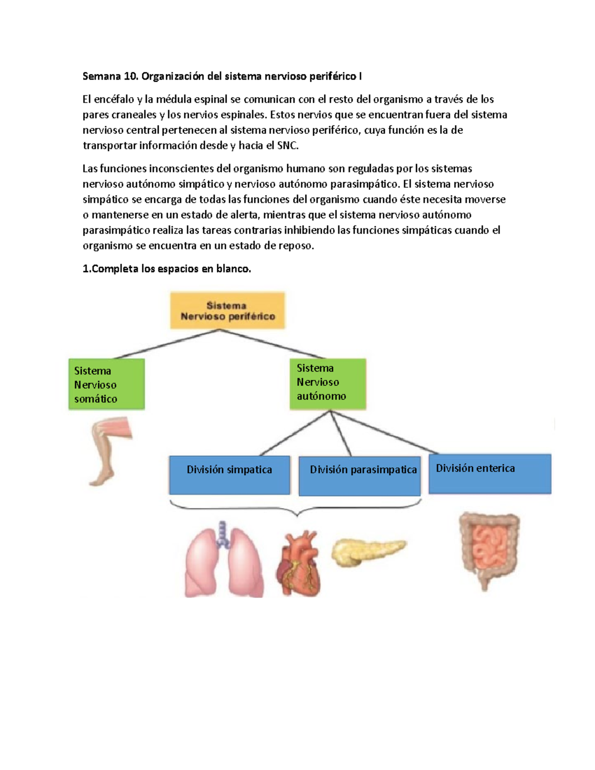 S10s01 - El sistema nervioso simpático se encarga de todas las ...