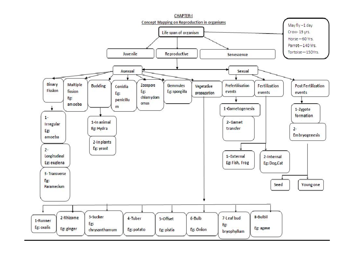 Concepts maps biology - rwefwferfe - CHAPTER- 2 Sexual reproduction in ...