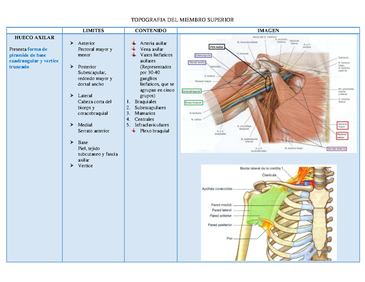 Topografia - topografía - TOPOGRAFIA DEL MIEMBRO SUPERIOR LIMITES ...