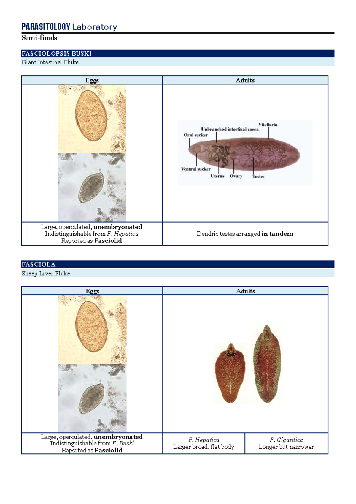 PARA LAB Trematodes - Semi-finals FASCIOLOPSIS BUSKI Giant Intestinal ...