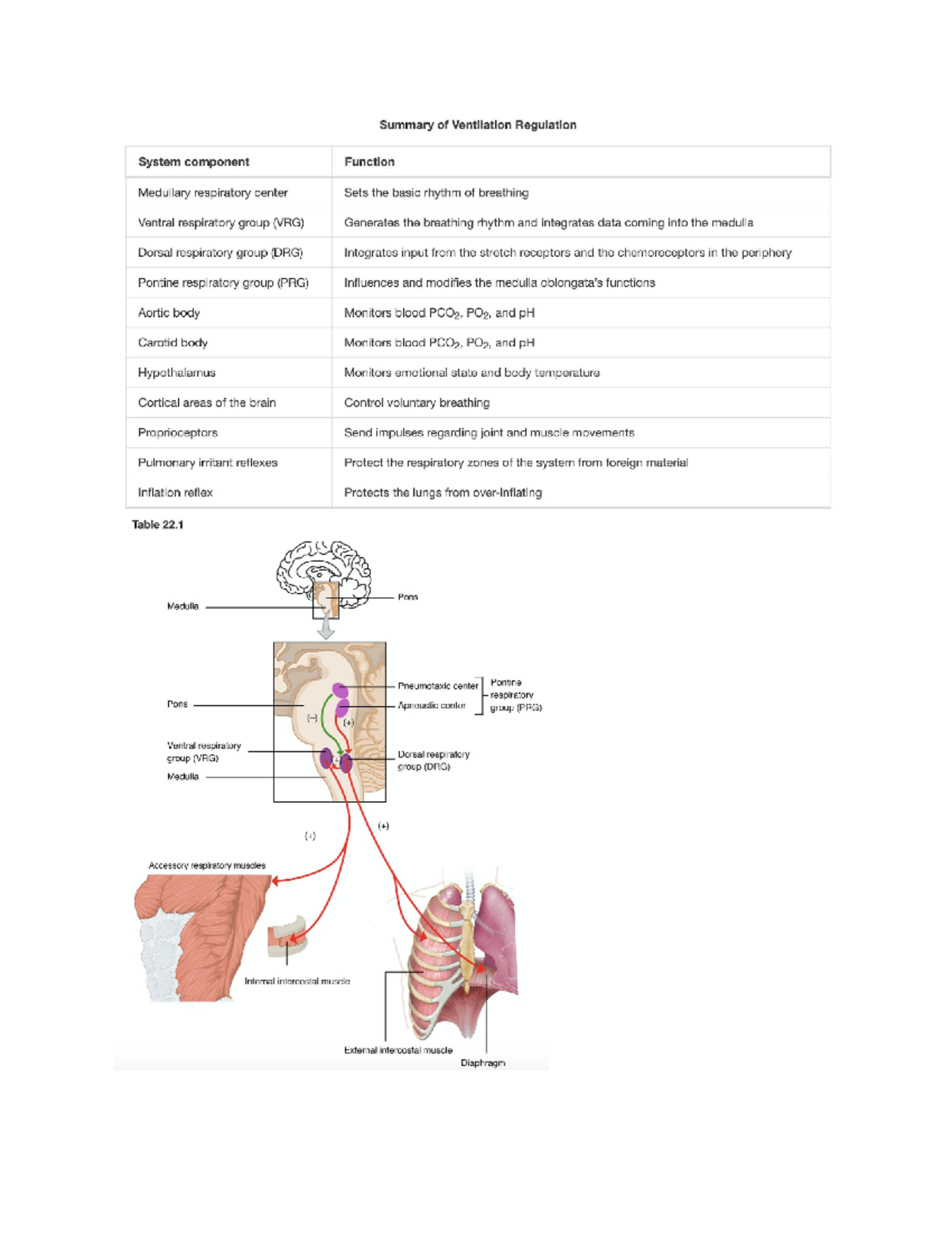 Physiology Quiz 4 Review-6 - Chapter 17: Respiratory Systems ...