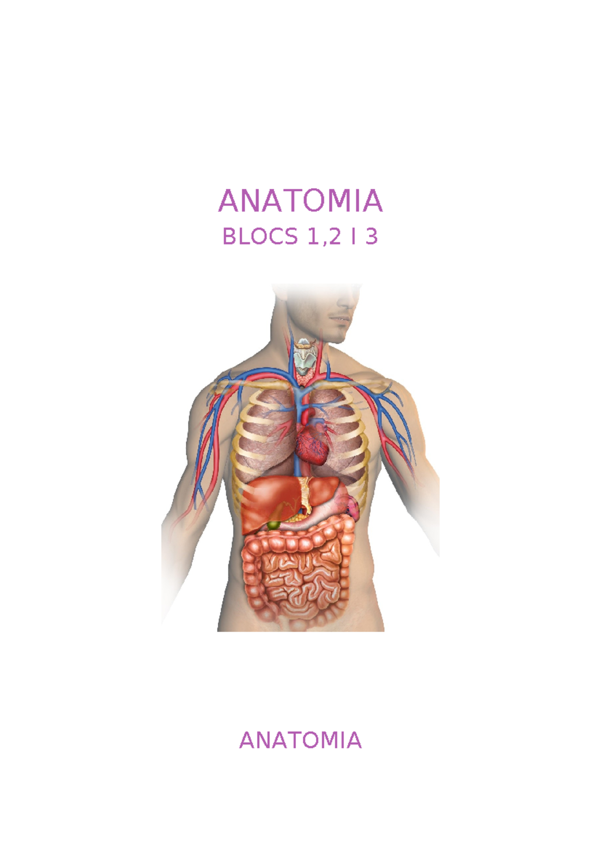 Anatomia apunts histologia i neurologia - ANATOMIA BLOCS 1,2 I 3 ...