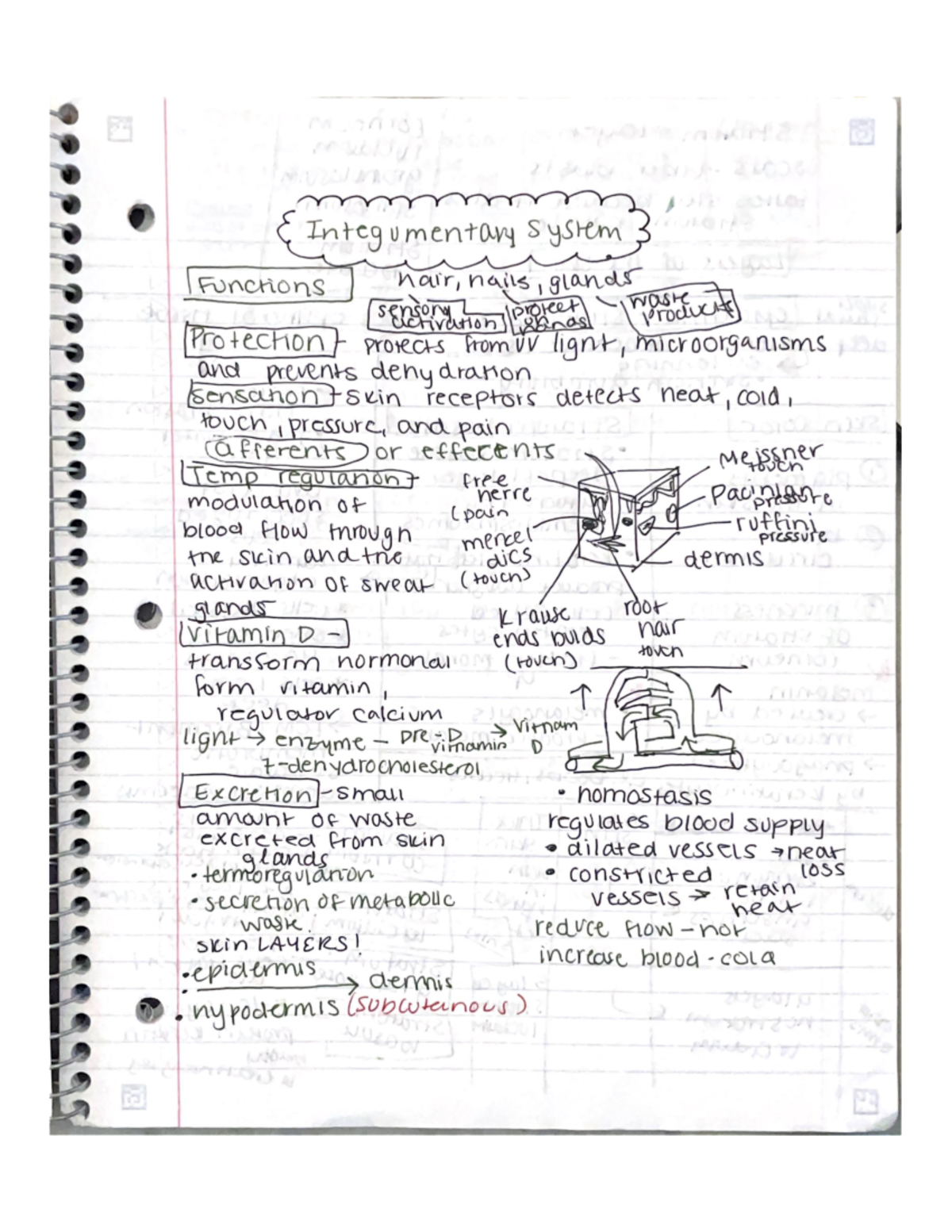 Integumentary system - Lecture notes summary of lesson from Dave Marzan ...