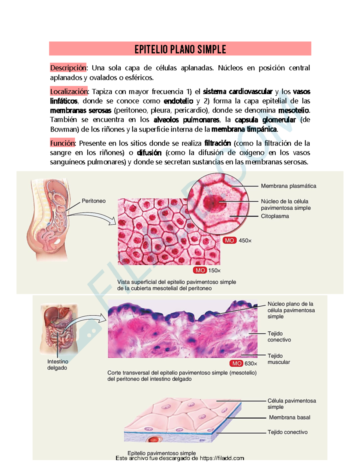 Tipos de epitelios - Tortora - EPITELIO PLANO SIMPLE Descripción: Una sola capa de células - Studocu