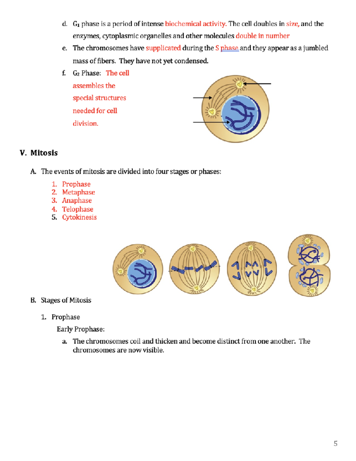 Cell Growth And Division Studocu