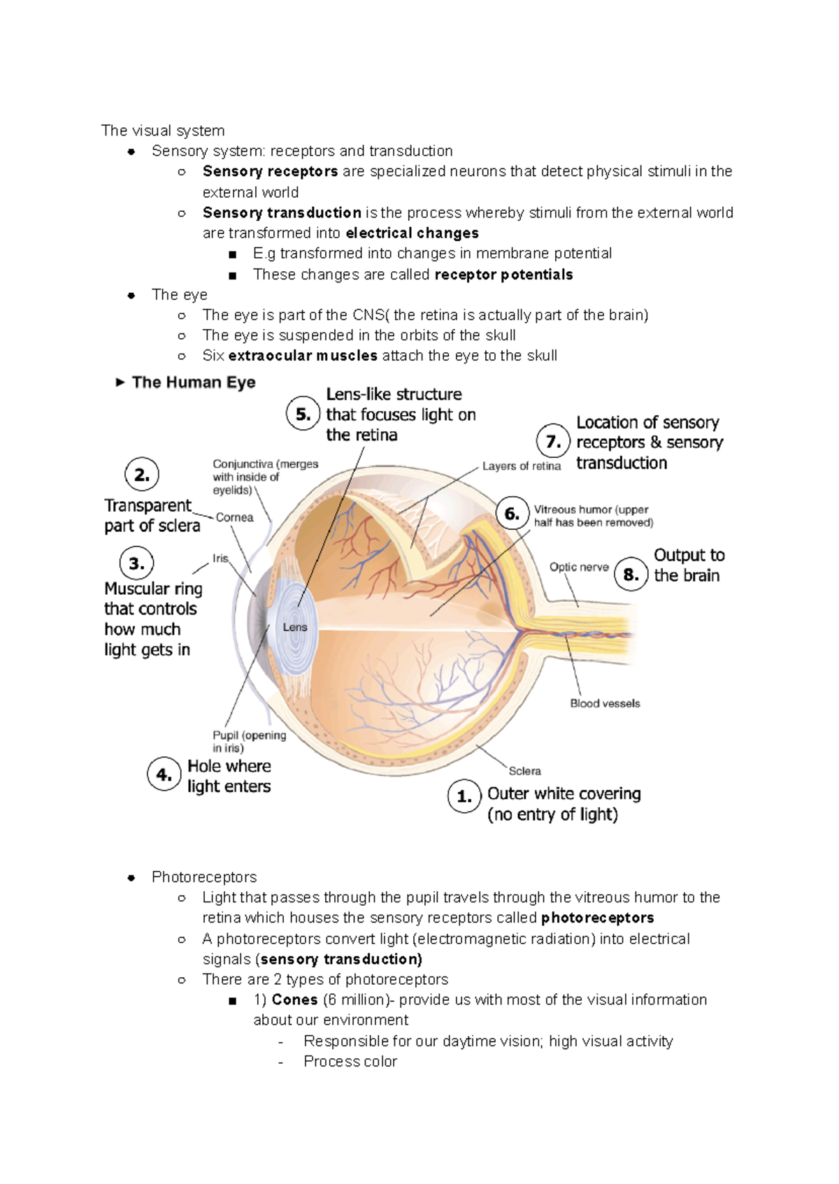 Lecture 12 - The visual system - The visual system Sensory system ...