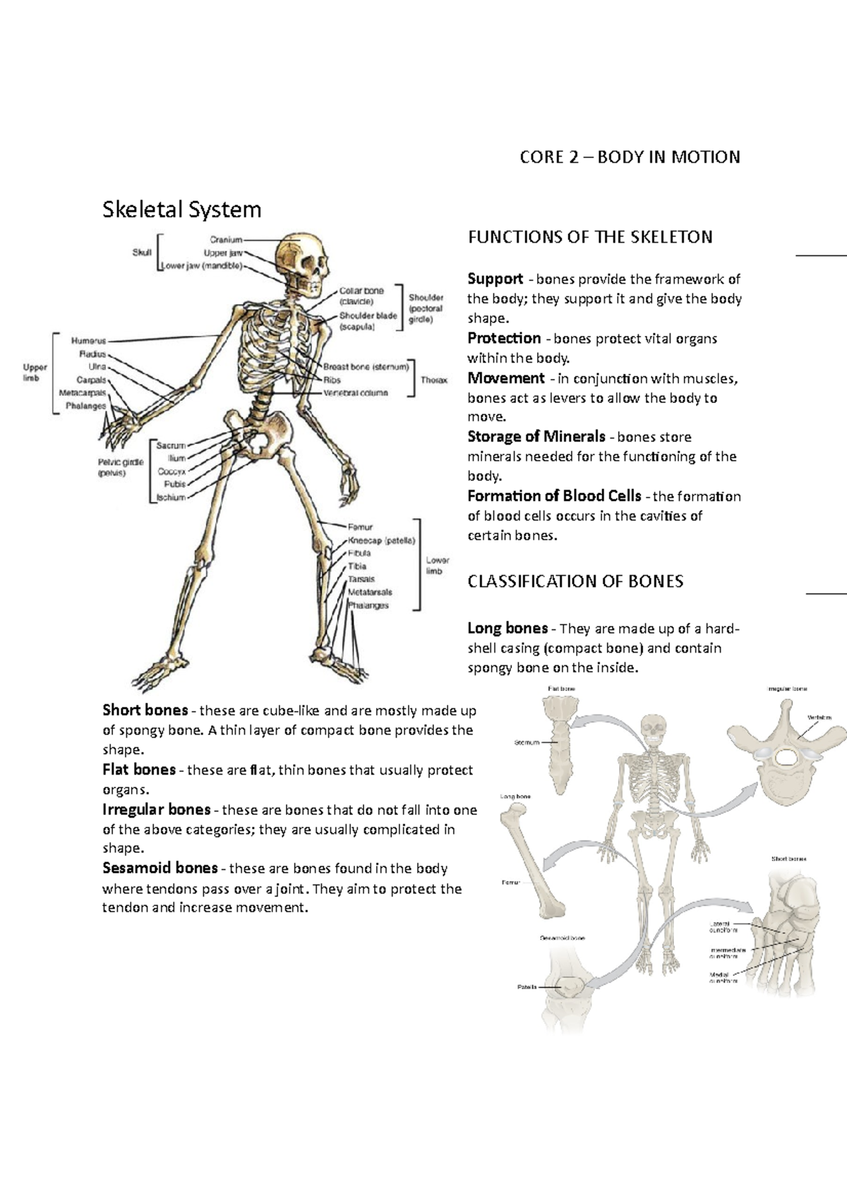 CORE 2 - Summary notes - CORE 2 – BODY IN MOTION Skeletal System ...