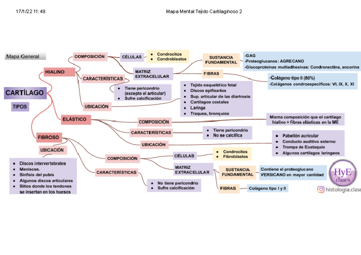 Mapa Mental Tejido Cartilaginoso 2 - Histología y Embriología - Studocu