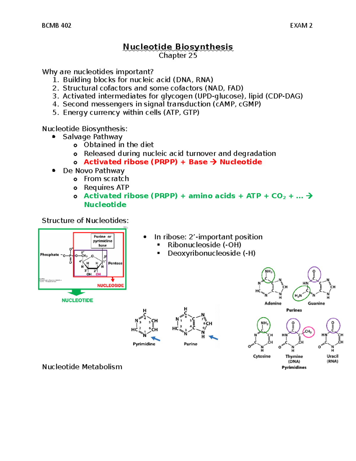 402 EXAM 2 notes - BCMB 402 - Nucleotide Biosynthesis Chapter 25 Why ...