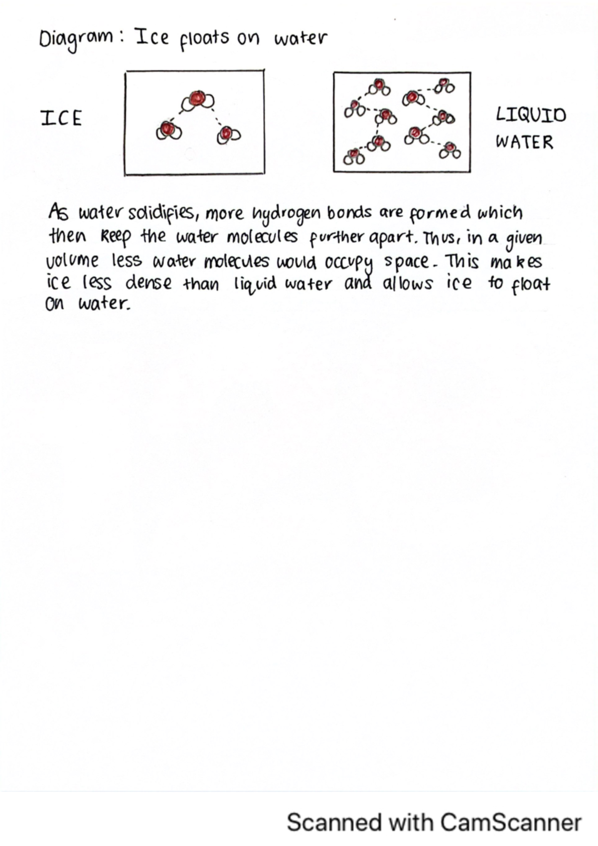 Diagram explaining how ice floats on water - BMS1021 - Studocu
