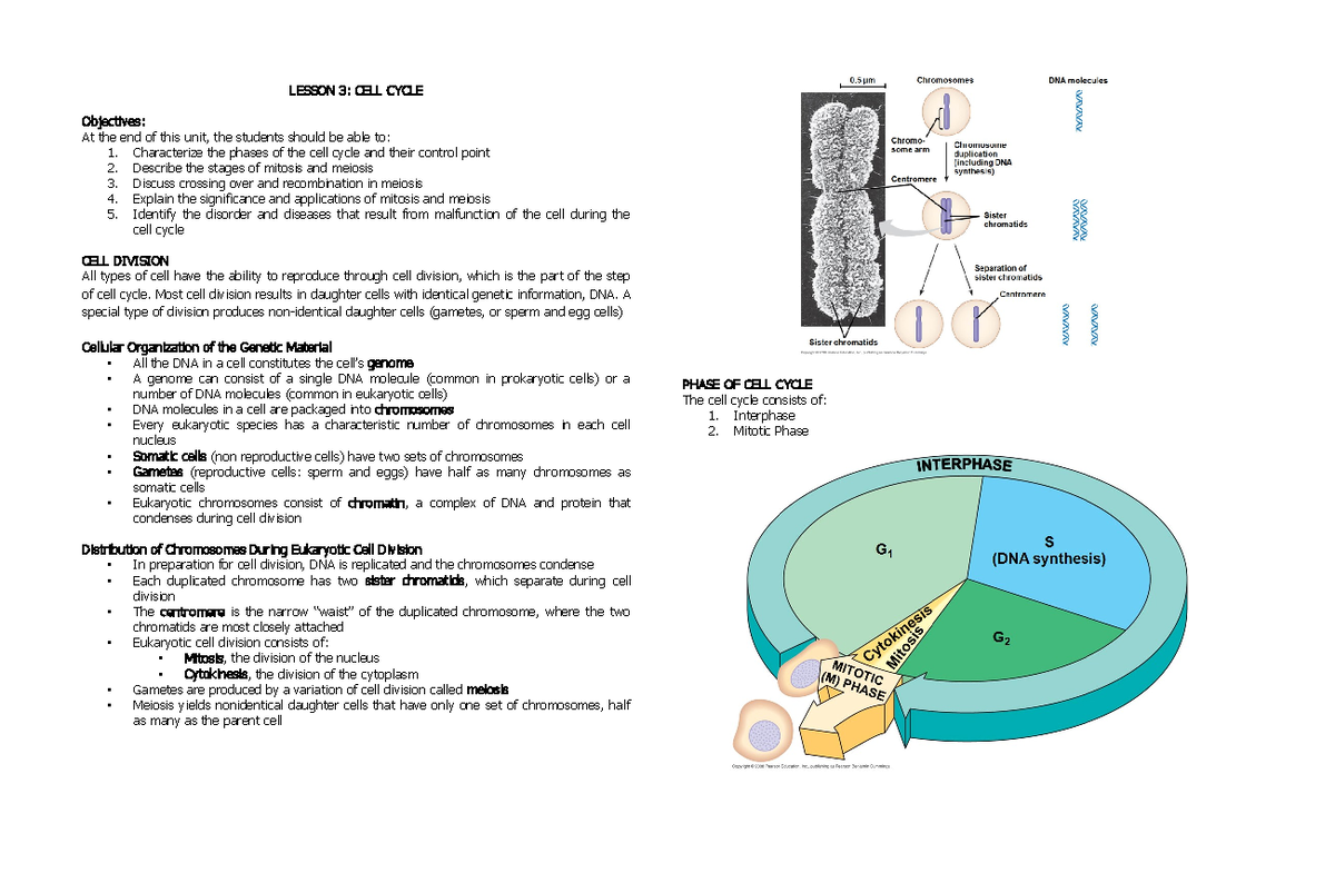 CELL Cycle - material - LESSON 3 : CELL CYCLE Objectives: At the end of ...