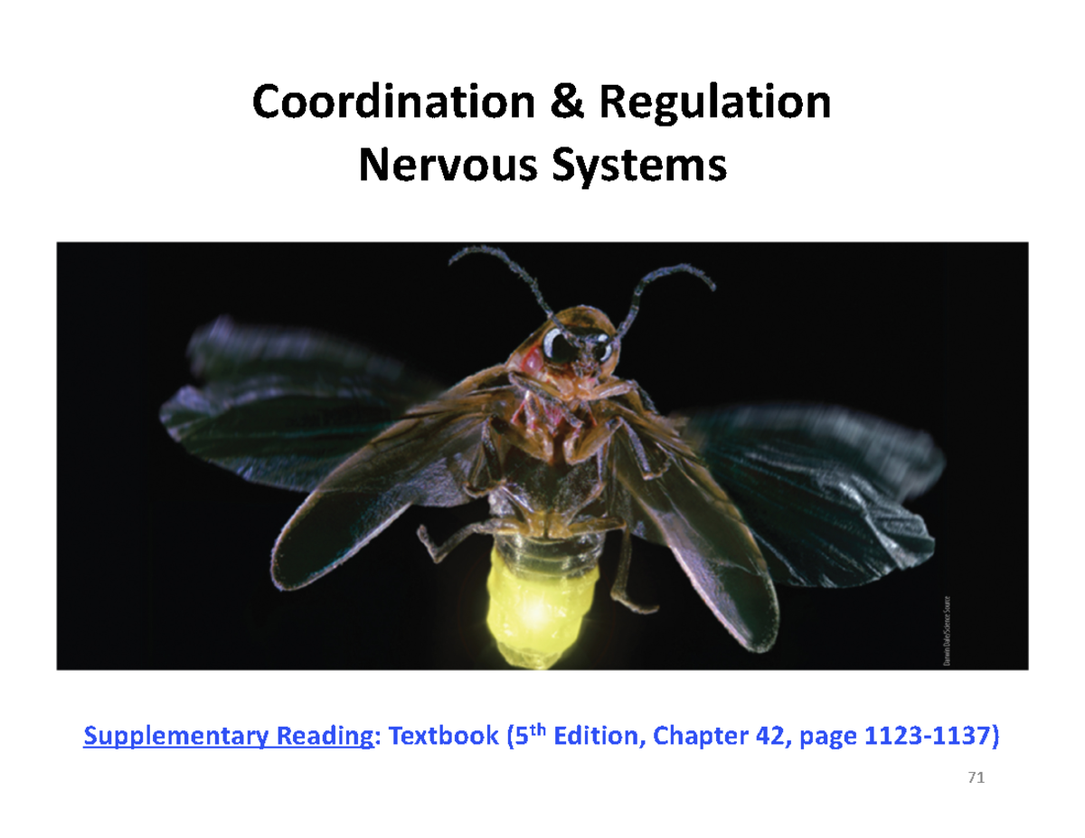 Lecture 06-10 - Nervous (slides 71-139) - Coordination & Regulation ...