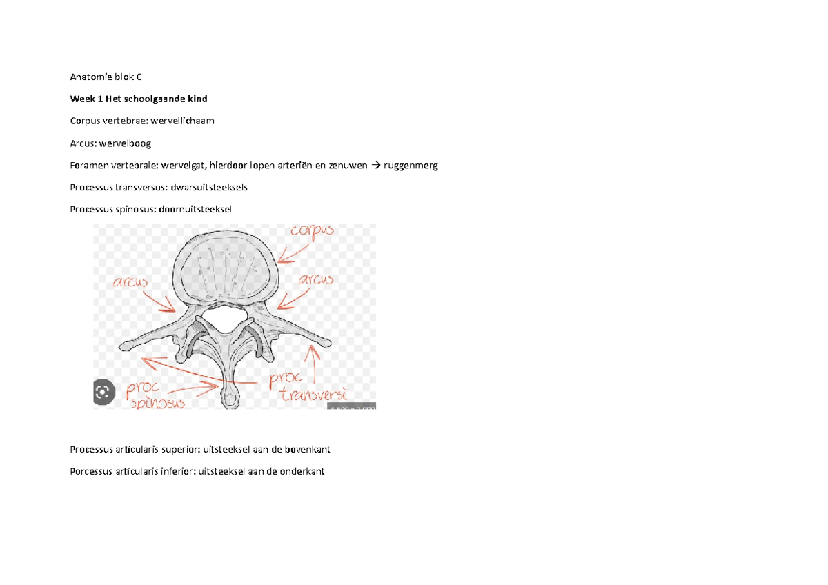 Anatomie - zygopophysiales: Spier: Plaatje: Origo: Insertie: Functie Op ...