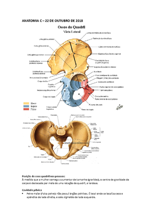 Peritônio e Cavidade Peritoneal - CAVIDADE PERITONEAL O uma membrana ...
