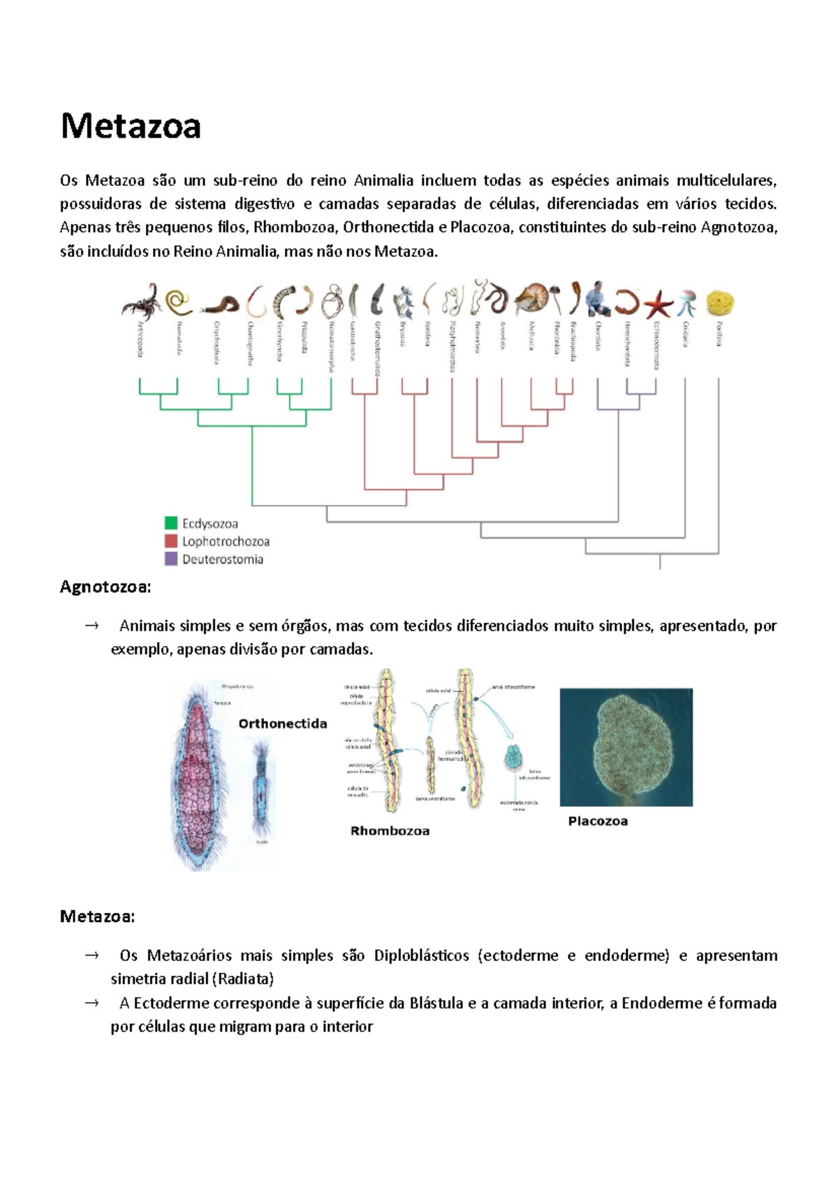 4 - Metazoa Os Metazoa são um sub-reino do reino Animalia incluem todas ...