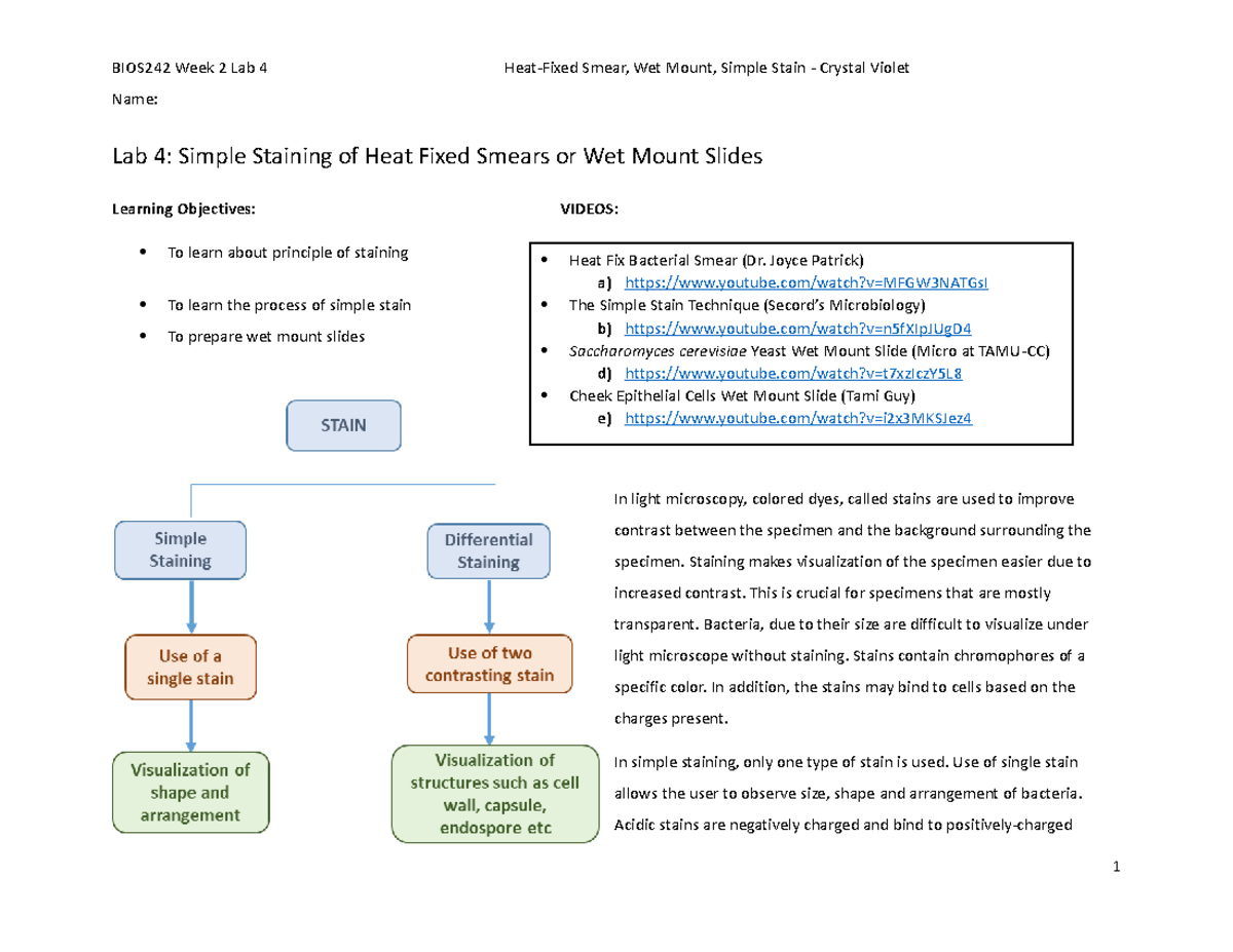 Bio 242 week 2 lab 4 - asssignment - Name: Lab 4: Simple Staining of ...