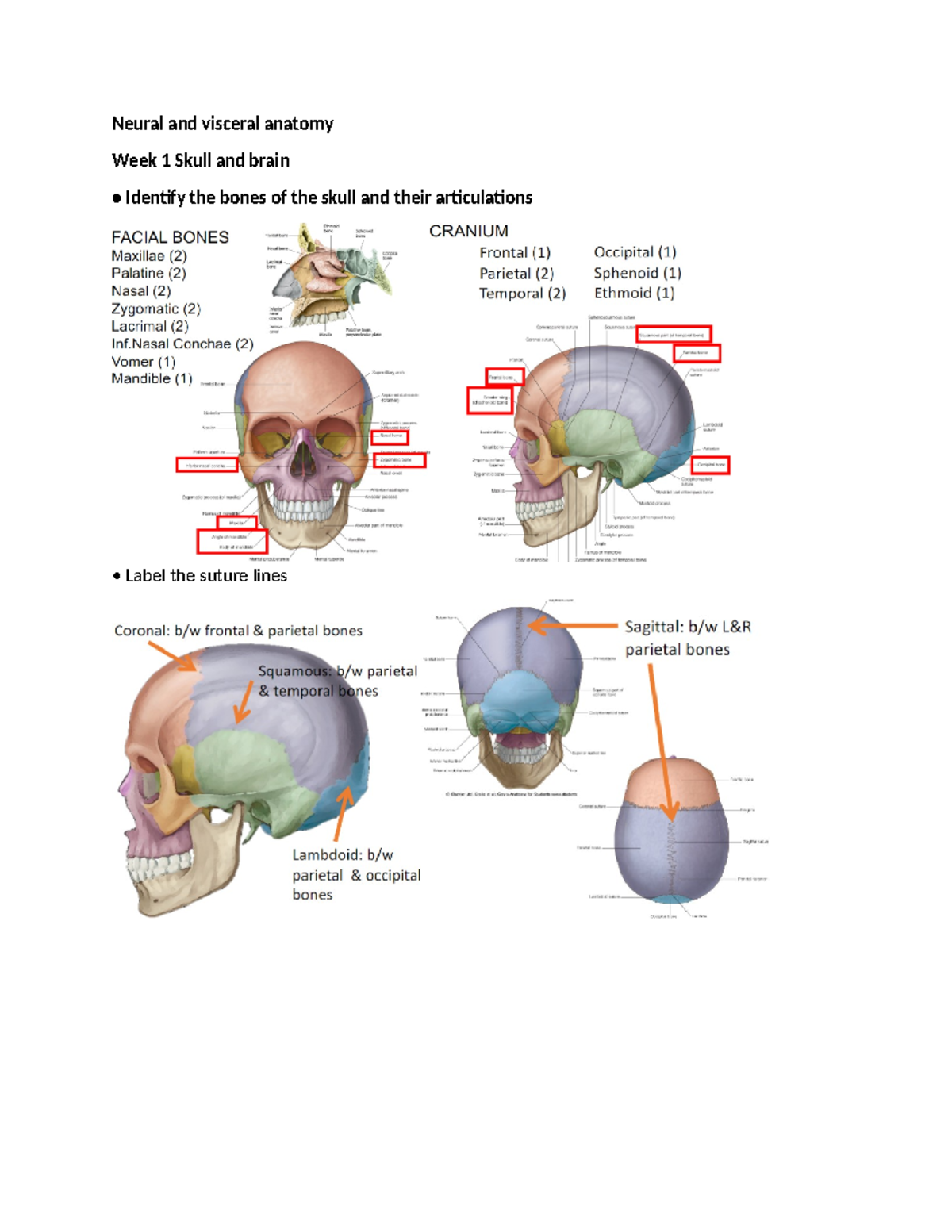 Neuro Visc 101 - these - Neural and visceral anatomy Week 1 Skull and ...