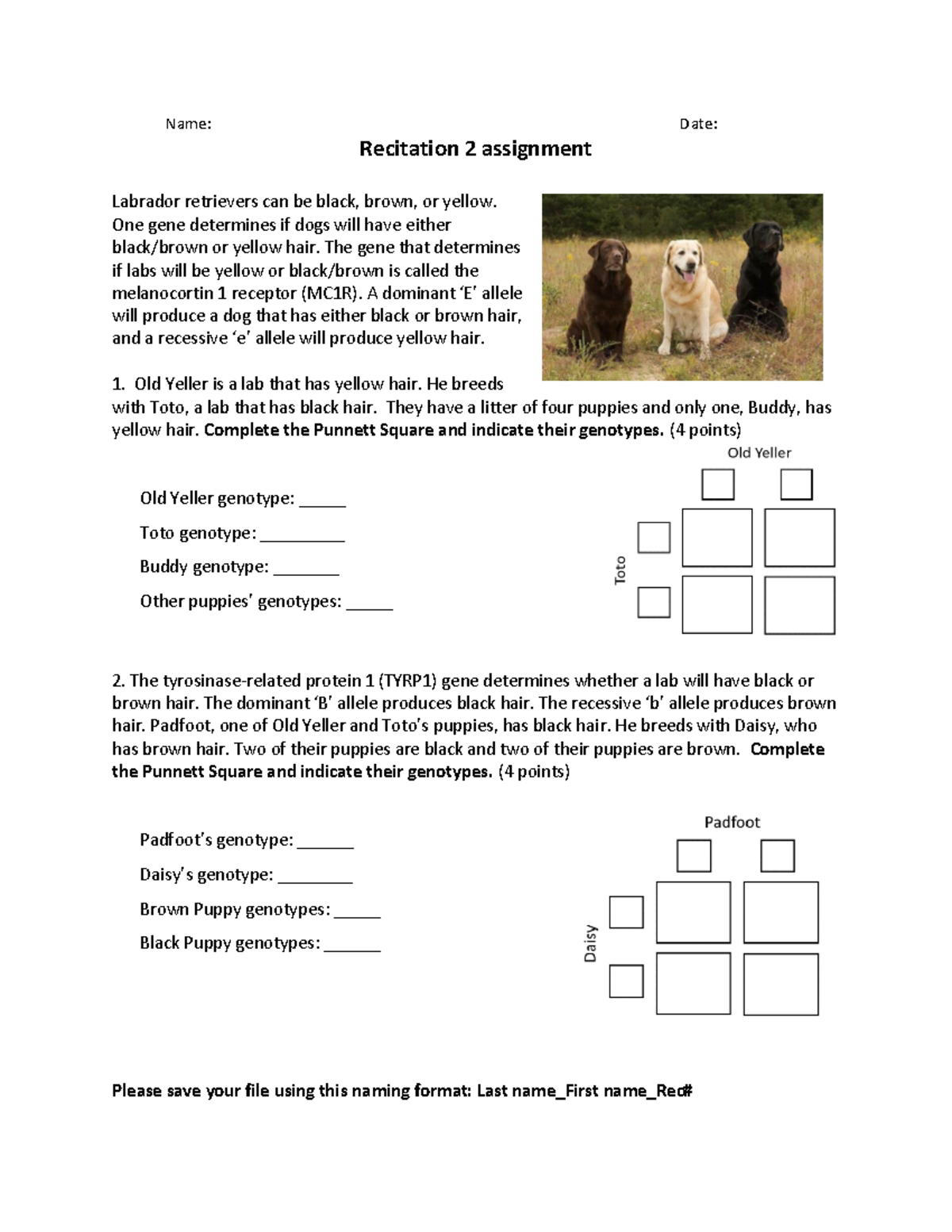 Short Answer Rec2 Fall A 2023 - Name: Date: Recitation 2 assignment Labrador retrievers can be ...