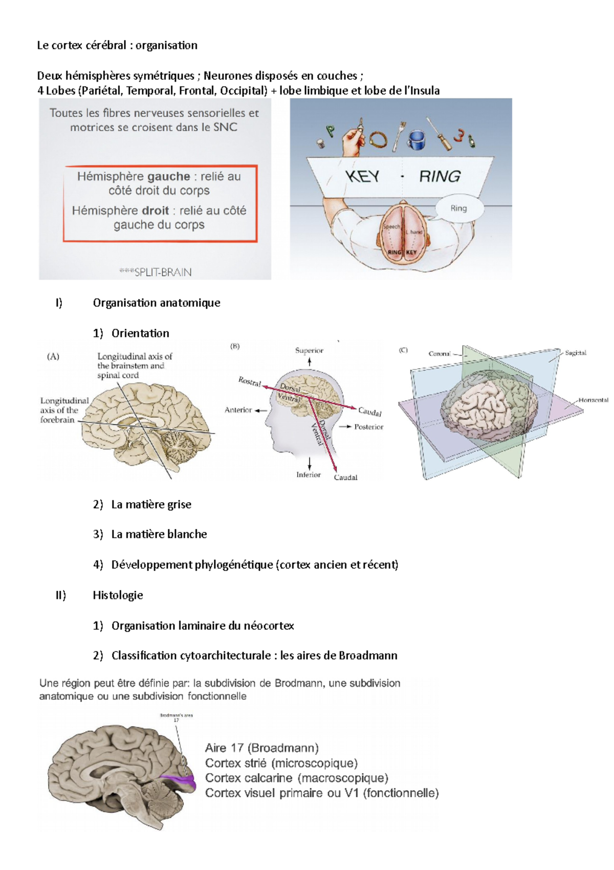 Le cortex cérébral - organisation - Le cortex cérébral : organisation ...