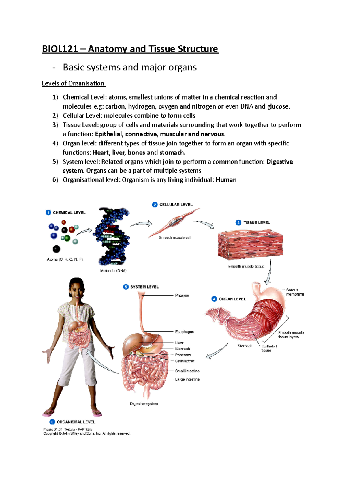 Anatomy and Tissue Notes - BIOL121 – Anatomy and Tissue Structure ...