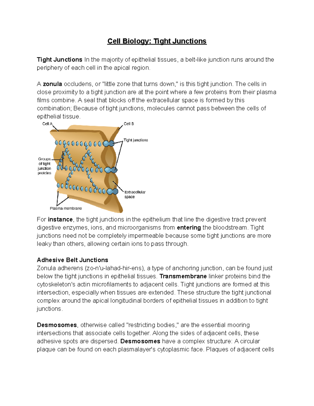 Cell Biology Tight Junctions - Cell Biology: Tight Junctions Tight ...