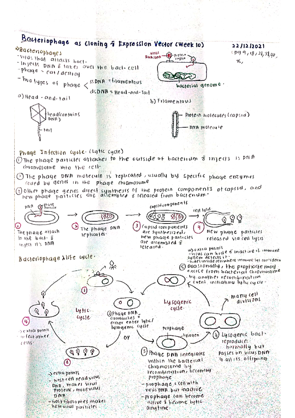 Bacteriophage - Genetic Engineering - Studocu