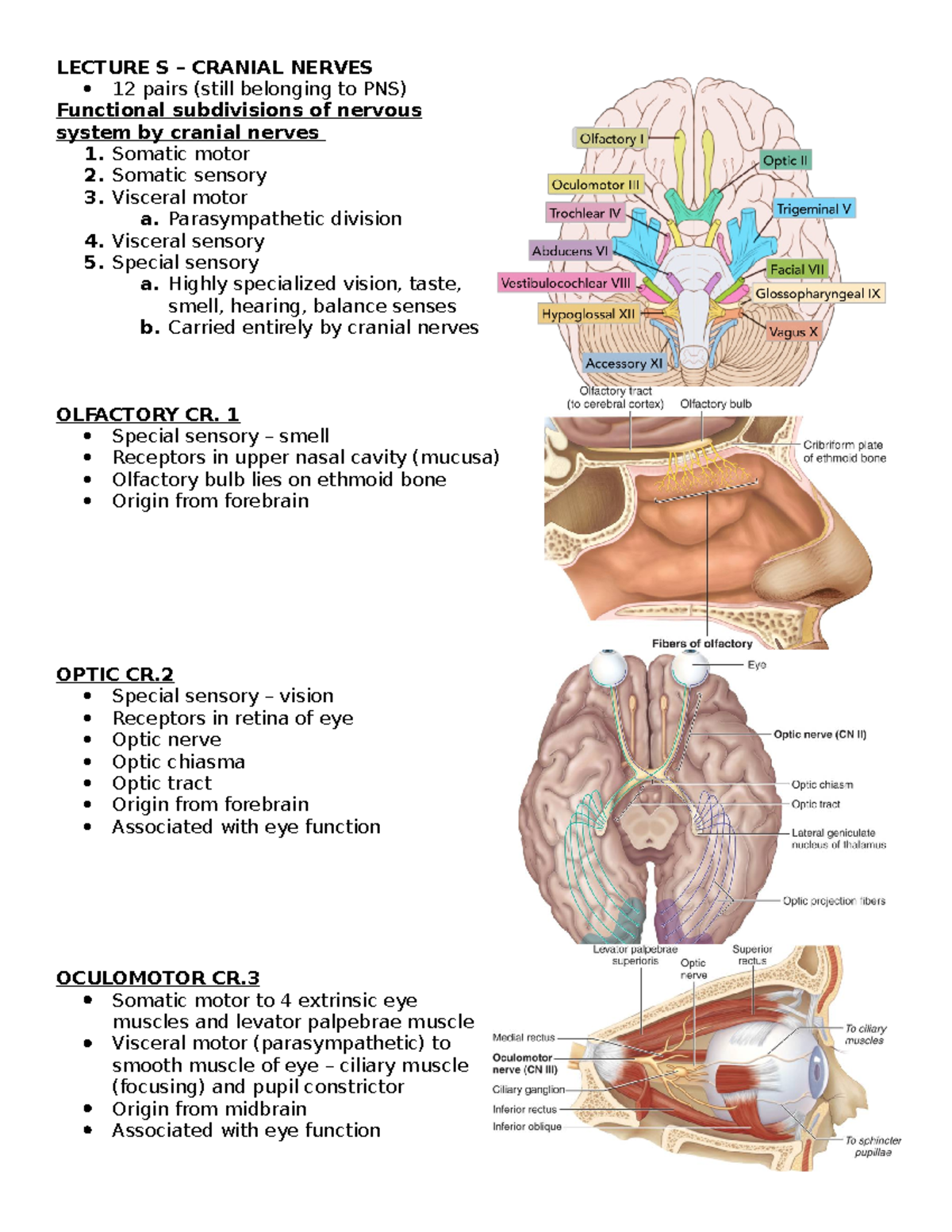 Cranial Nerves Anatomy - 12 pairs (still belonging to PNS) Functional ...