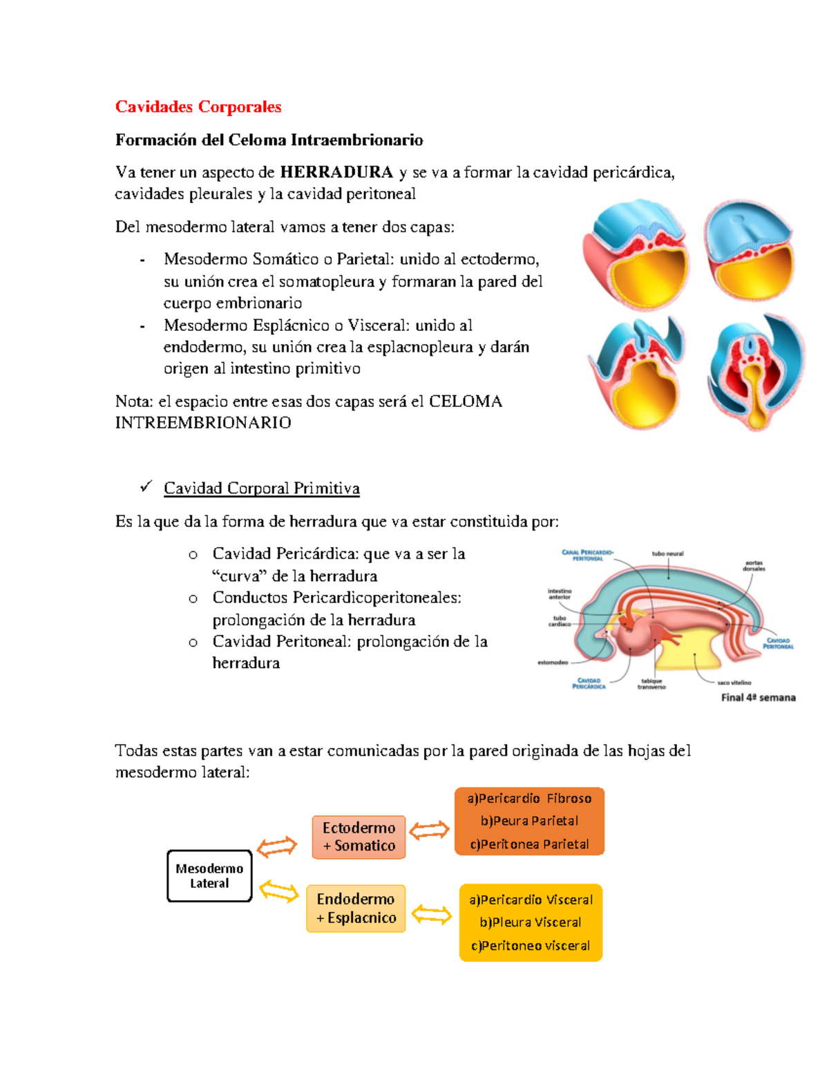 E06 Resumen Cavidades Corporales - Embriología ME0421 - UCR - StuDocu