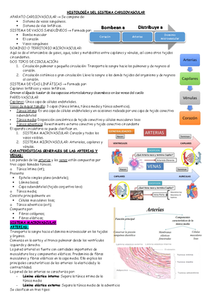 Tejido Nervioso - TEJIDO NERVIOSO MEC: escasa. Neuropilo CÉLULAS ...