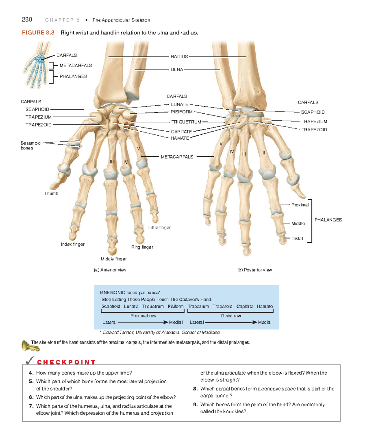 Anatomyandphy-94 - 230 C H A P T E R 8 • The Appendicular Skeleton ...