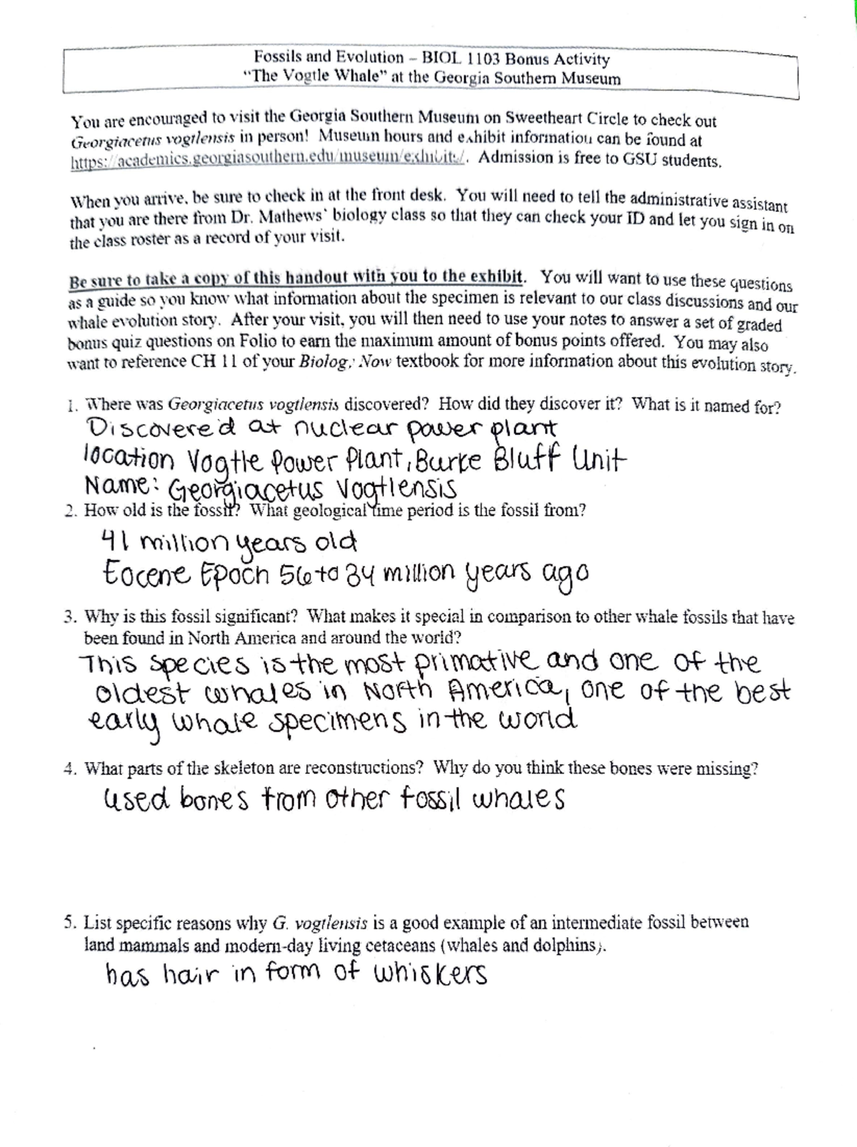 Fossils And Evolution Bonus Activity Fossils Nndevolution Biol