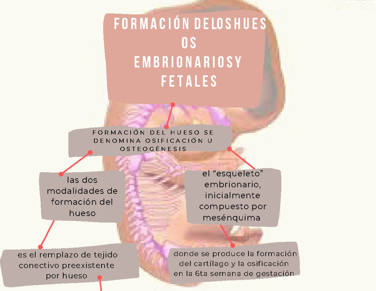 Formación de los huesos embrionarios y fetales - Morfologia - UNAL ...