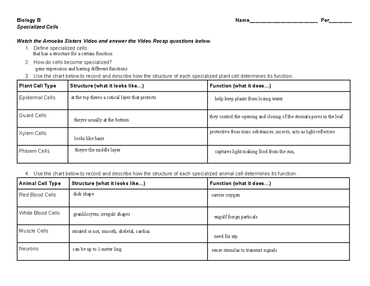 Kami Export Specialized Animal Cells Capture Sheet docx Biology B