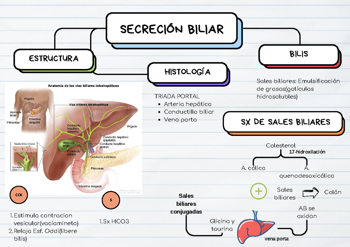SEMANA 15-práctica resuelta - SECRECIÓN BILIAR ESTRUCTURA BILIS ...