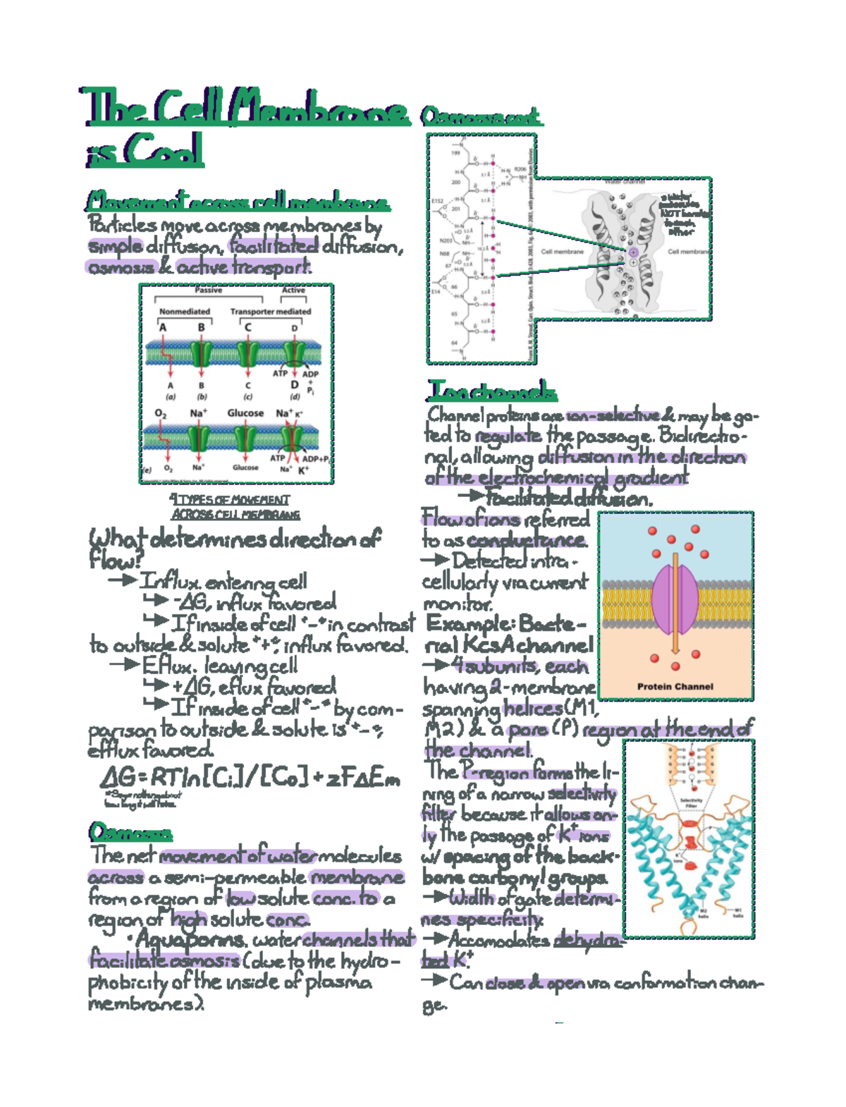 Transport Across the Cell Membrane (and the Neuron) - The Cell Membrane ...